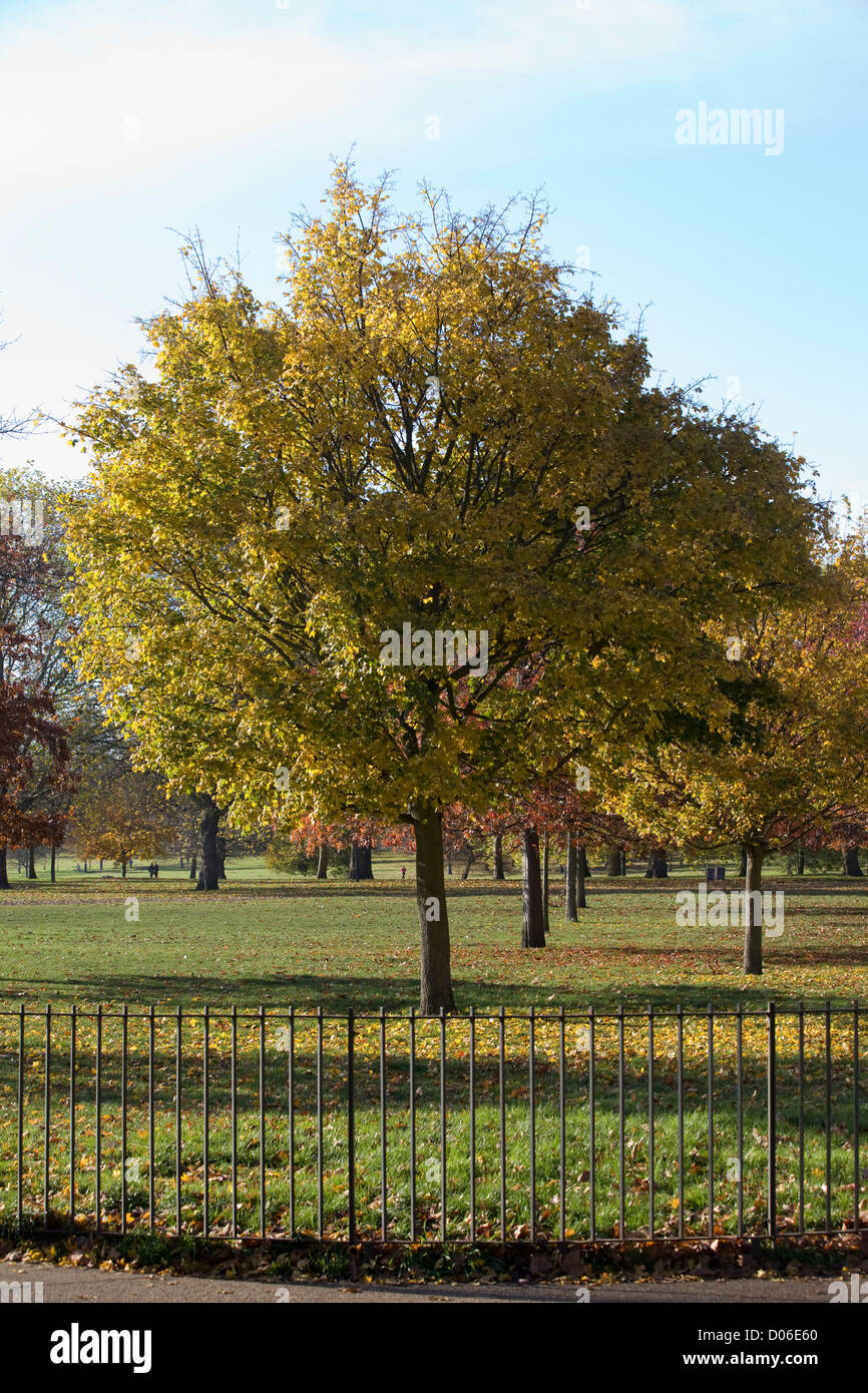 Autumn Leaves and Trees in Hyde park London England Stock Photo - Alamy