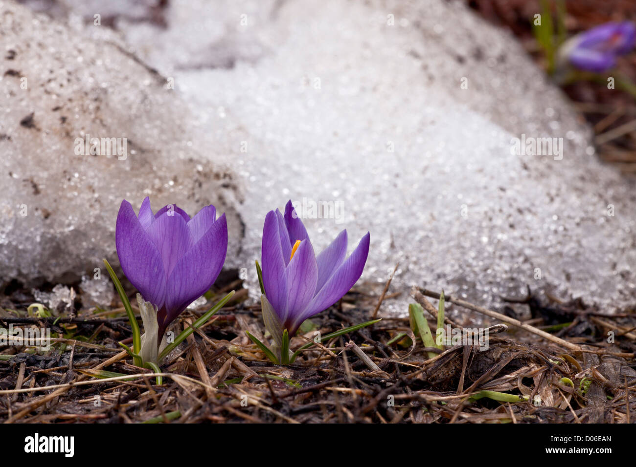Crocuses, Crocus veluchensis, at the snowline in spring, on Mount ...
