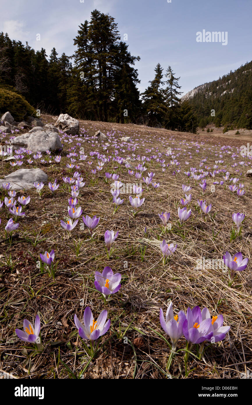 Crocuses, Crocus sieberi ssp. sublimis, at the snowline in spring, on ...