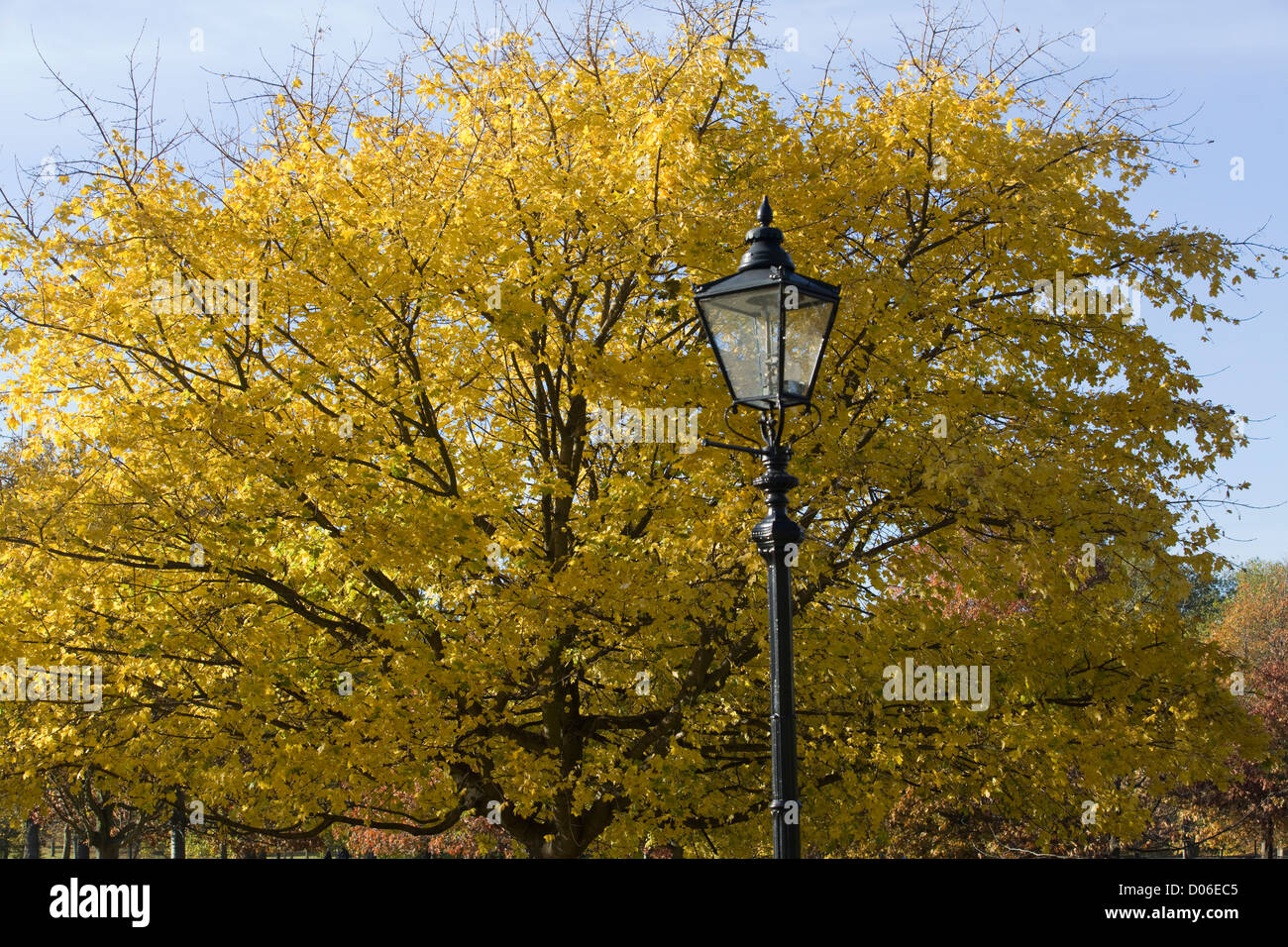 Autumn Leaves and Trees in Hyde park London England Stock Photo - Alamy