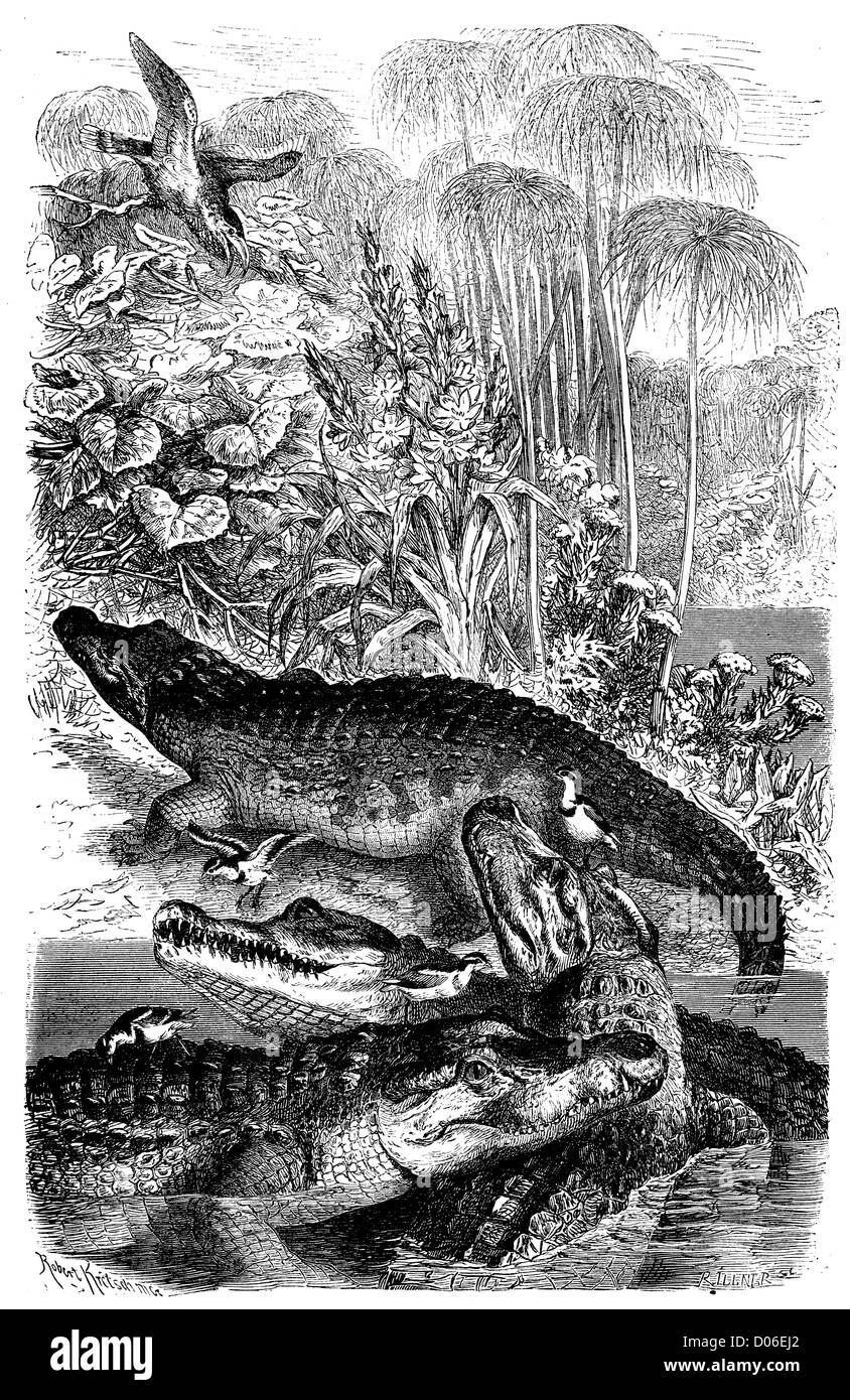 Crocodile illustrations hi-res stock photography and images - Alamy