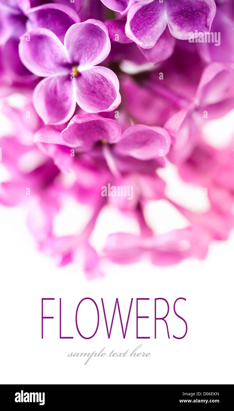 Lilac flower sample text hi-res stock photography and images - Alamy