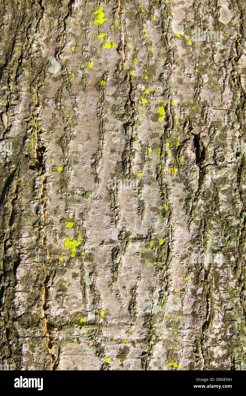 Tree bark details Stock Photo - Alamy