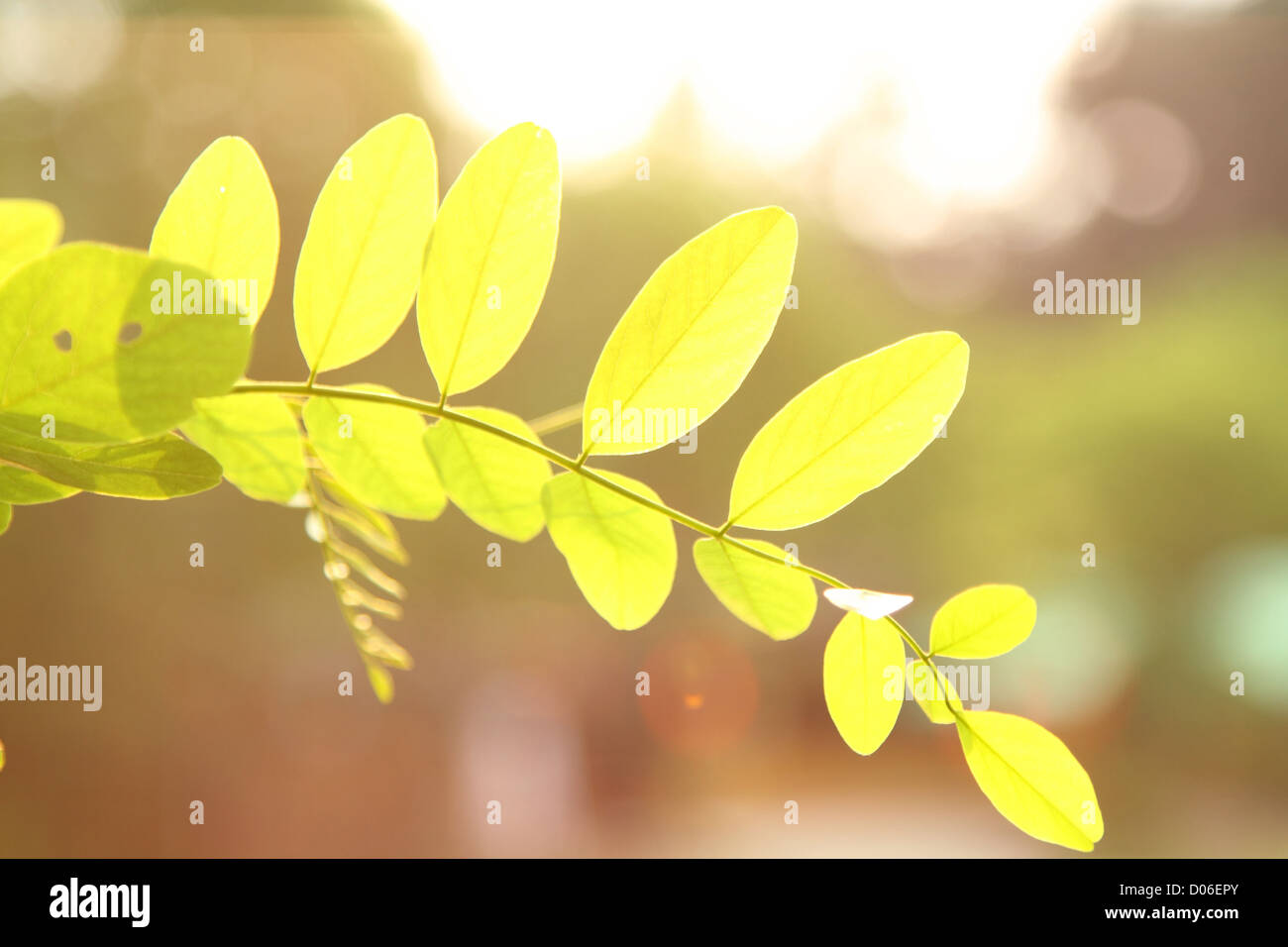 Leaves under sunlight Stock Photo - Alamy