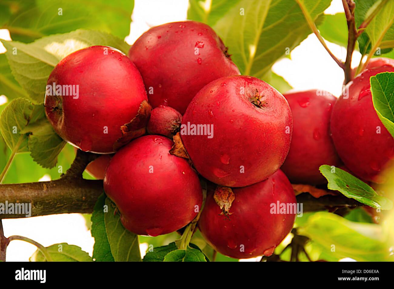 Lots of red apples on a tree branch Stock Photo - Alamy