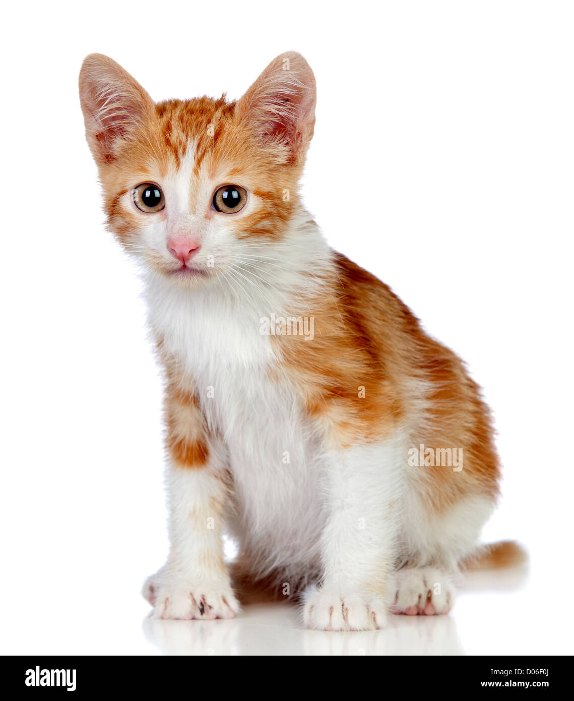 Adorable little cat isolated on white background Stock Photo - Alamy