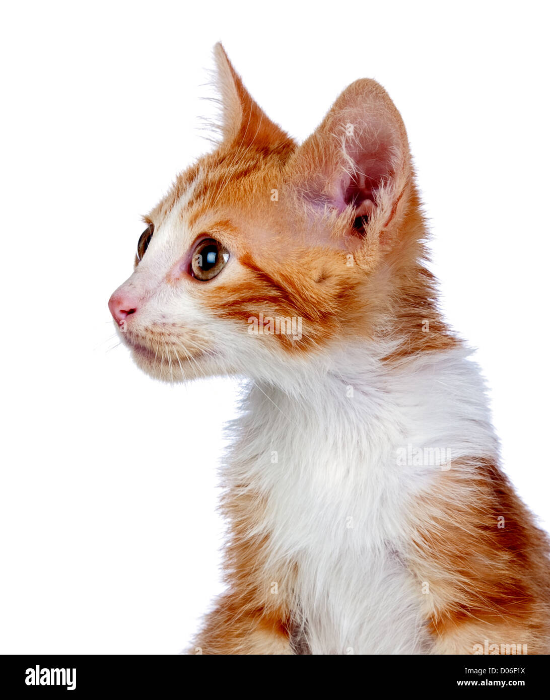 Adorable little cat isolated on white background Stock Photo - Alamy