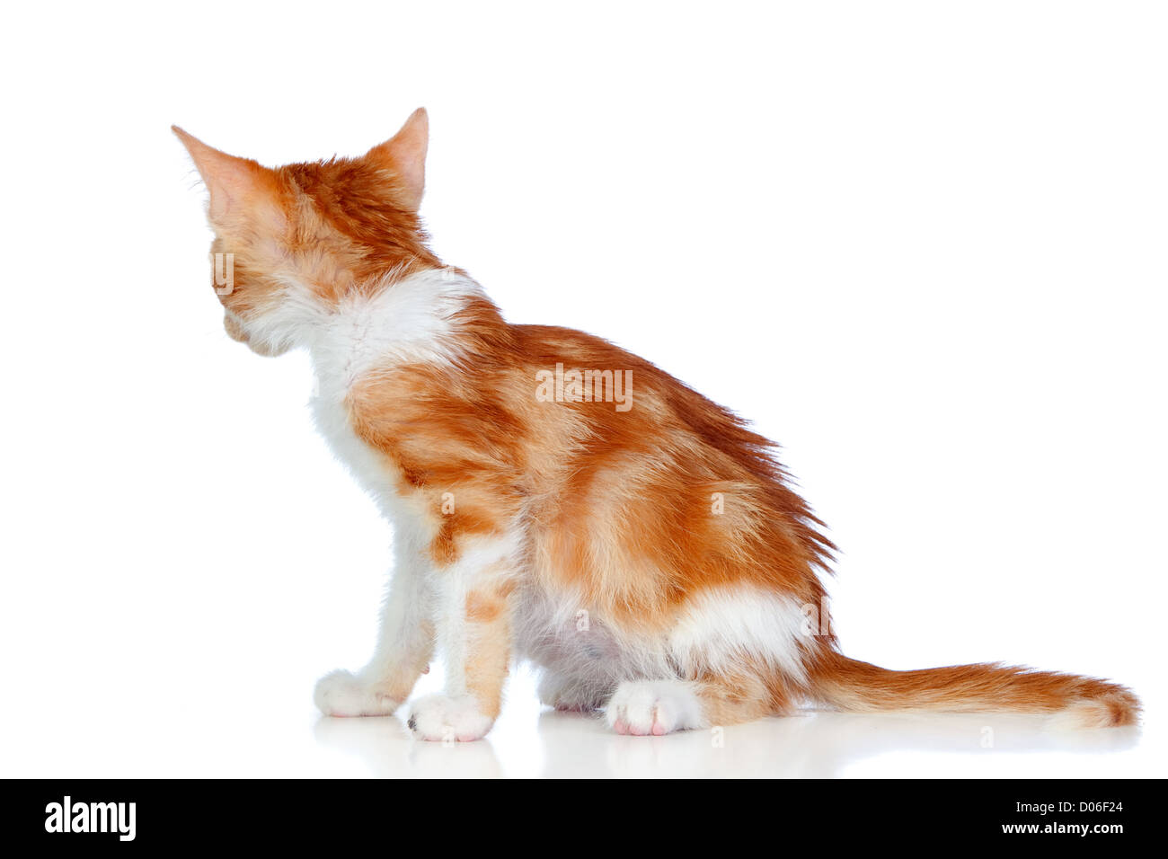 Small cat seen from behind isolated on white background Stock Photo - Alamy