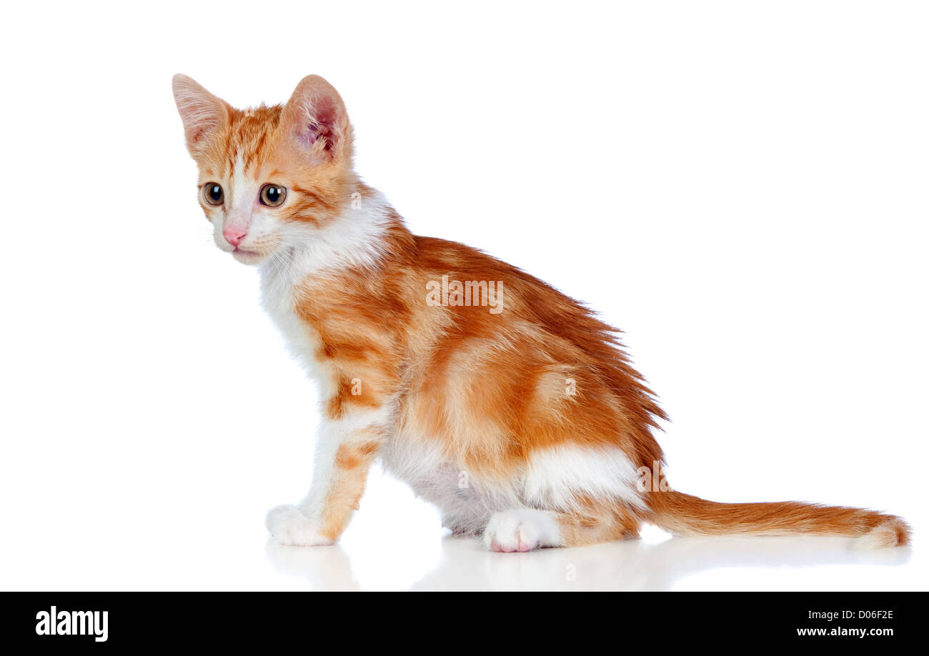 Adorable little cat isolated on white background Stock Photo - Alamy