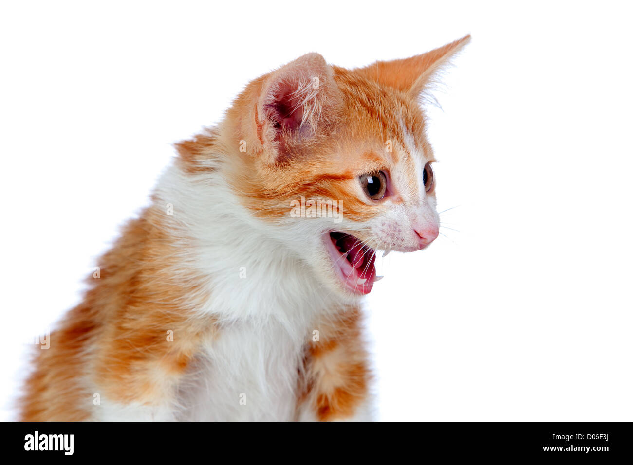 Adorable little cat angry isolated on white background Stock Photo - Alamy