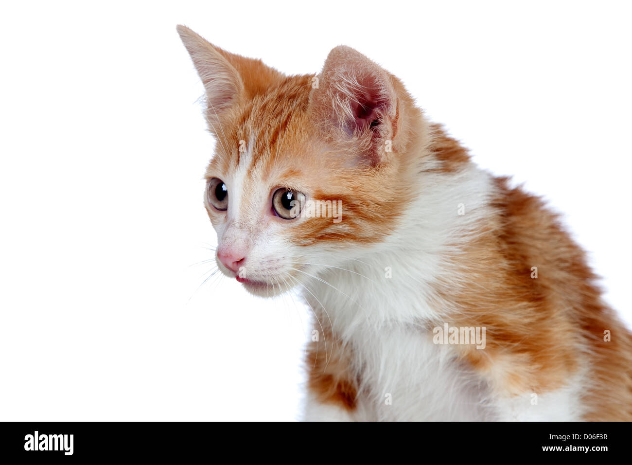 Adorable little cat isolated on white background Stock Photo - Alamy