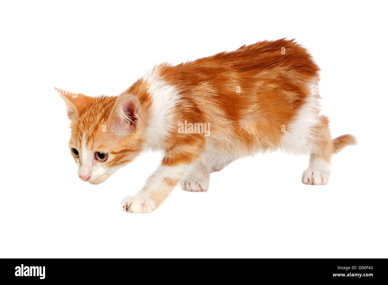 Adorable little cat searching isolated on white background Stock Photo ...