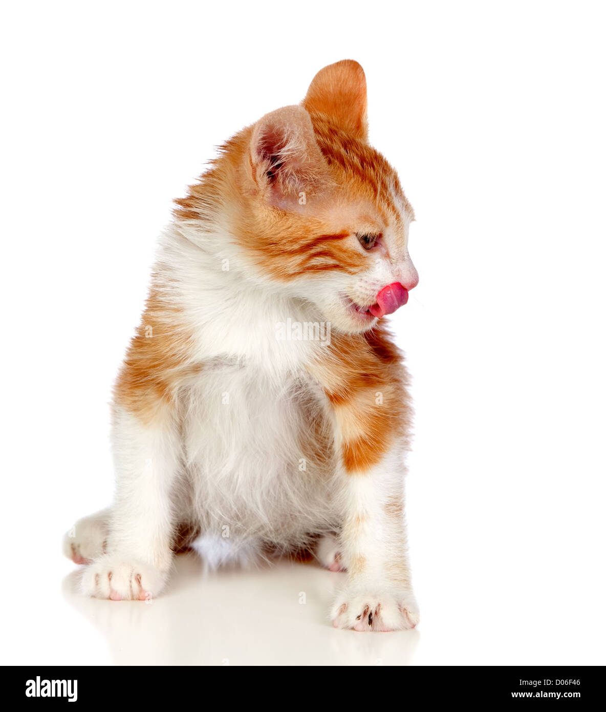 Adorable little cat isolated on white background Stock Photo - Alamy