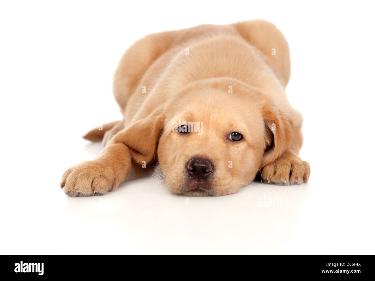 Beautiful Labrador retriever puppy isolated on white background Stock ...