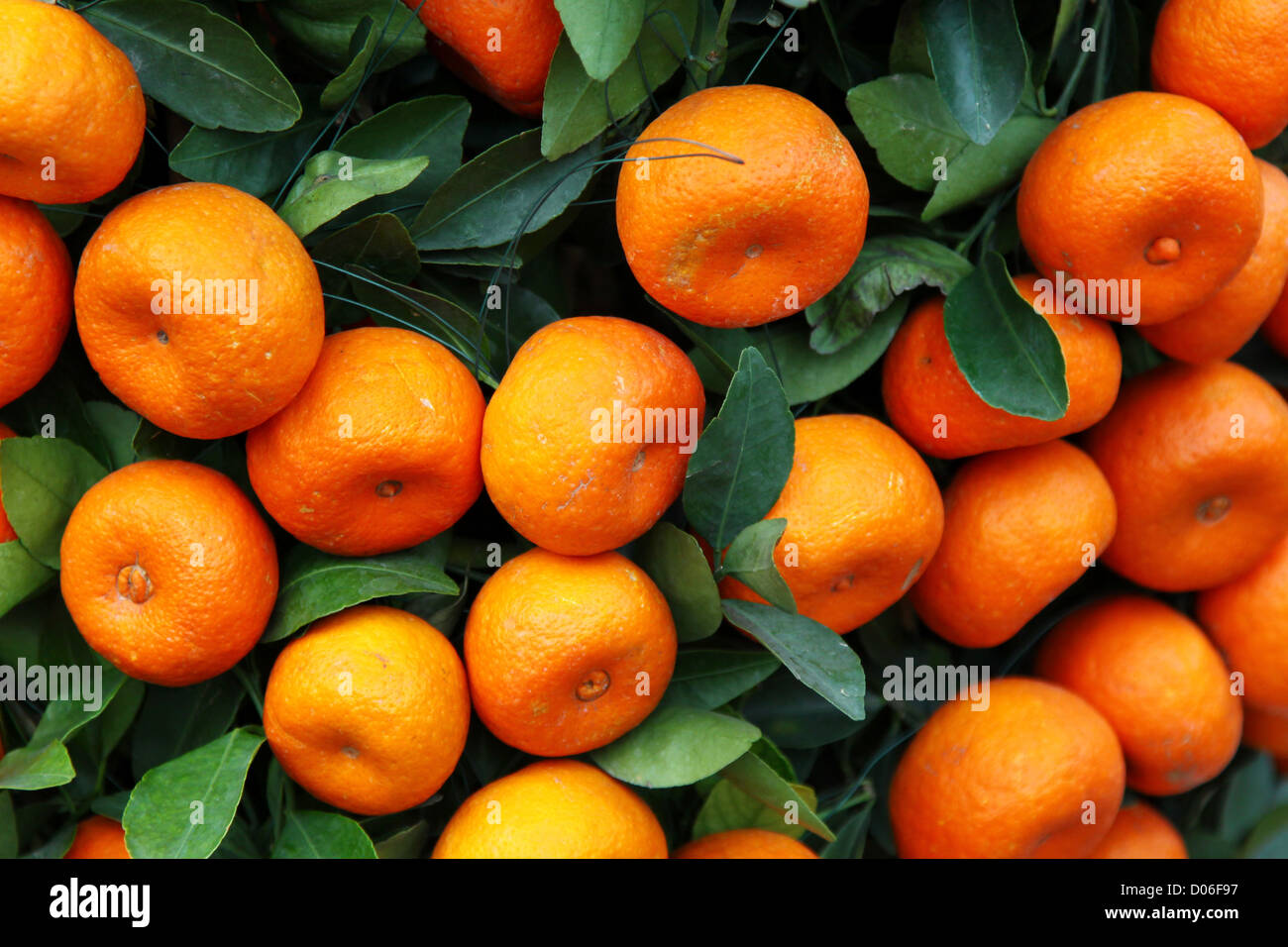 Mandarine orange tree for celebrating Chinese New Year Stock Photo - Alamy