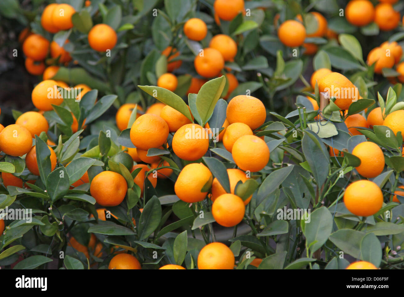 Mandarin chinese orange tangerine small hi-res stock photography and ...