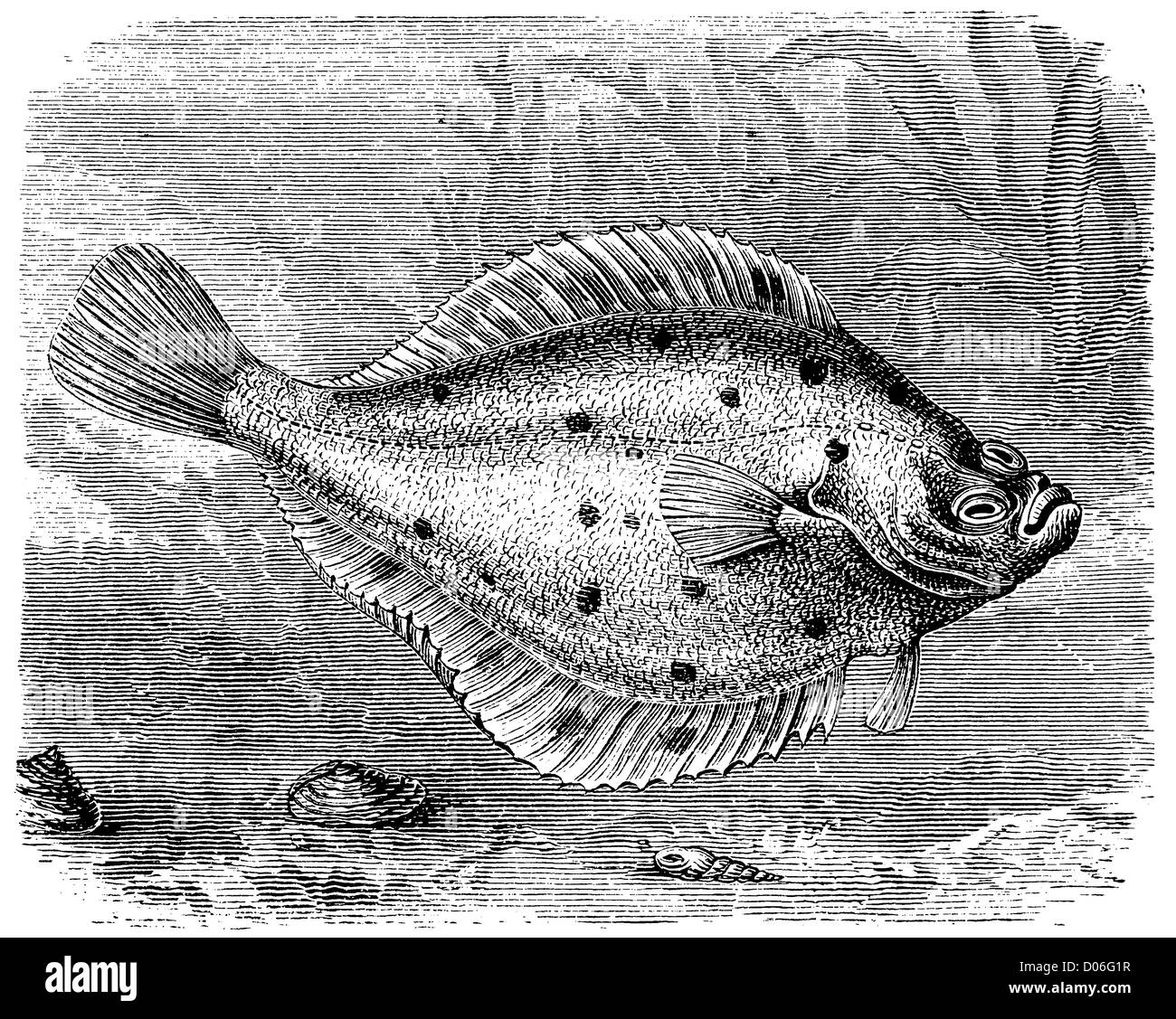 Plaice illustration hi-res stock photography and images - Alamy