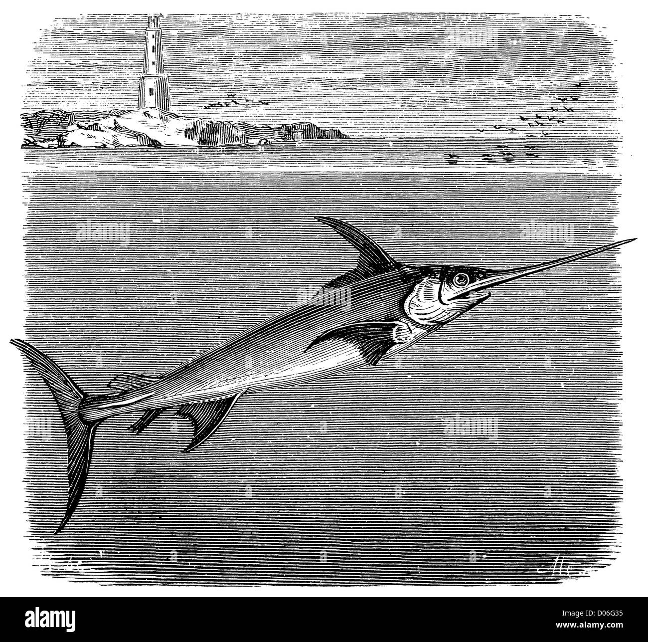 Swordfish Black and White Stock Photos & Images - Alamy