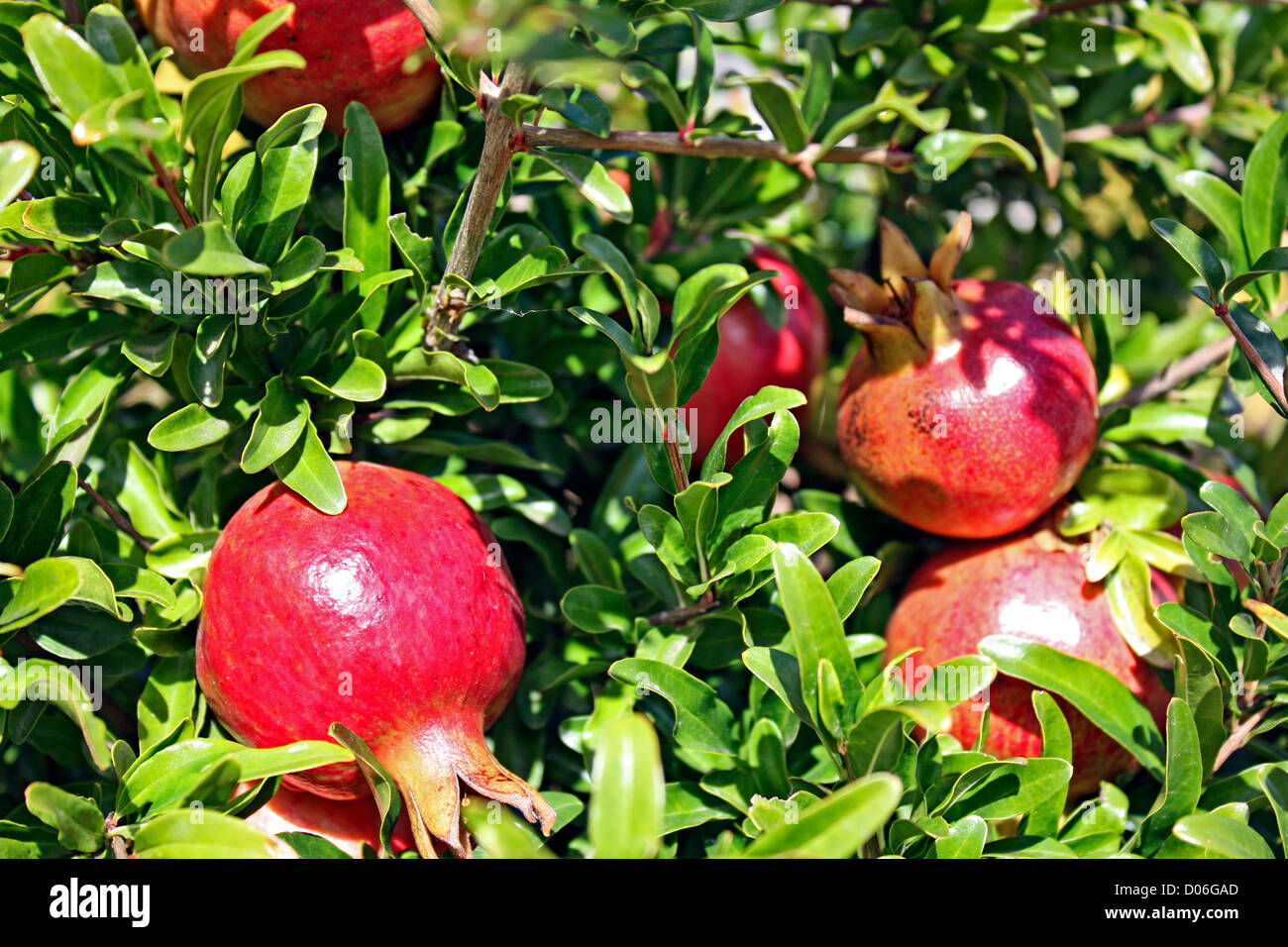 Pomegranate tree punica granatum hi-res stock photography and images ...