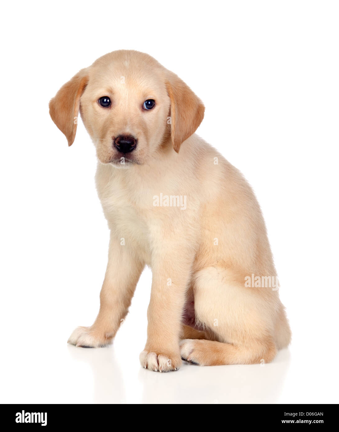 Beautiful Labrador retriever puppy isolated on white background Stock ...