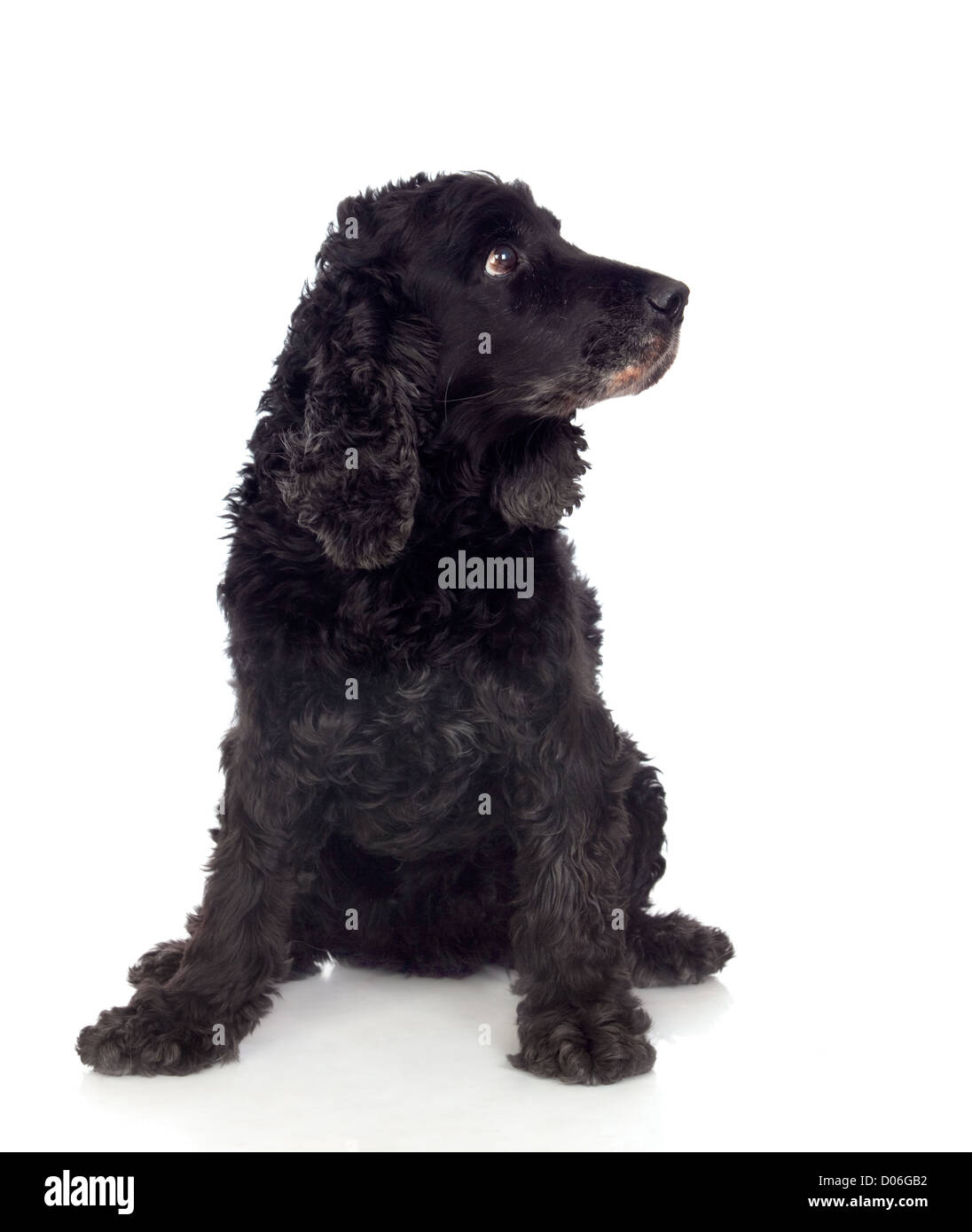 Beautiful black Cocker Spaniel isolated on white background Stock Photo ...