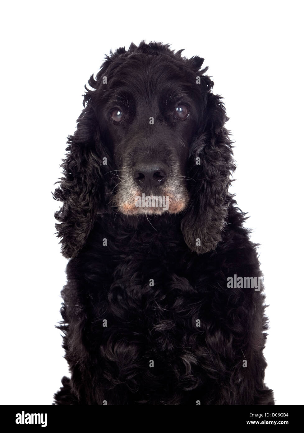 Beautiful black Cocker Spaniel isolated on white background Stock Photo ...