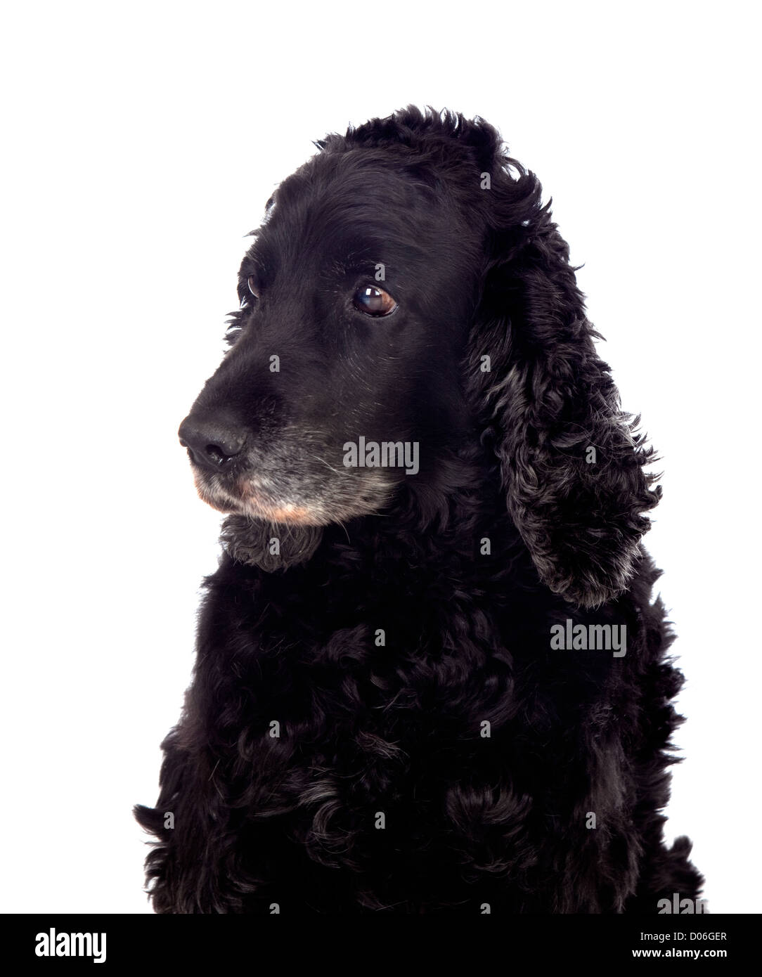 Beautiful black Cocker Spaniel isolated on white background Stock Photo ...