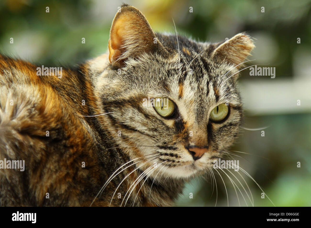 Cat shot in the nature Stock Photo - Alamy
