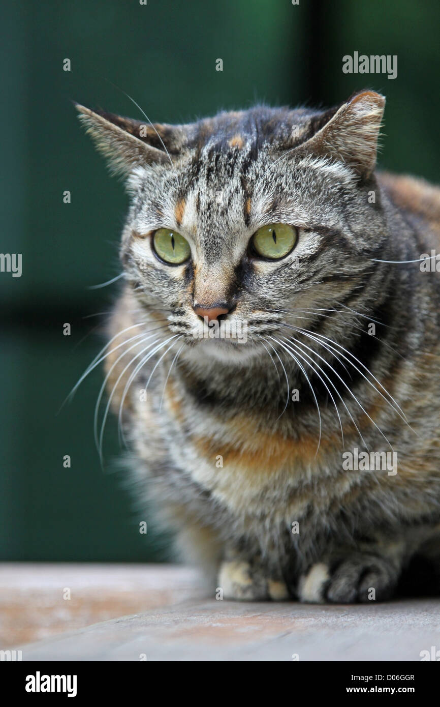 Cat shot in the nature Stock Photo - Alamy