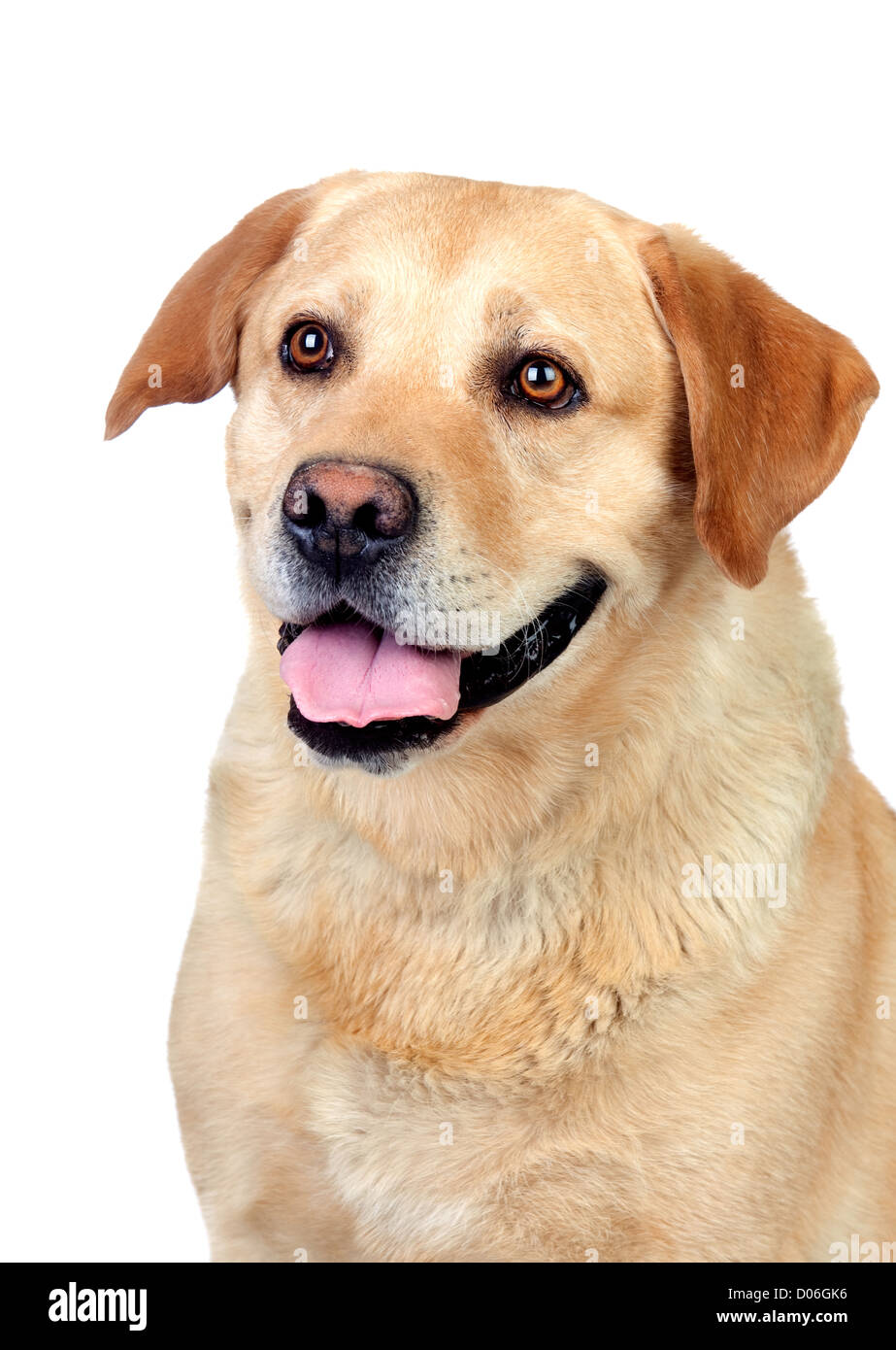 Beautiful Labrador retriever adult isolated on white background Stock ...
