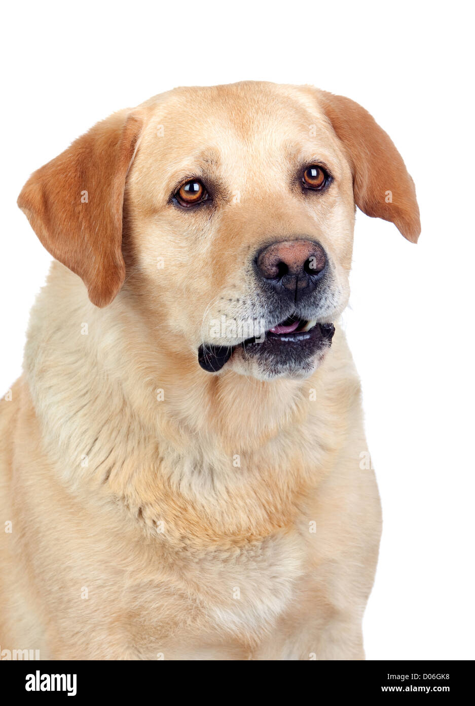 Beautiful Labrador retriever adult isolated on white background Stock ...