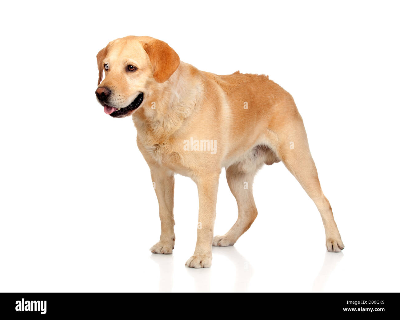 Beautiful Labrador retriever adult isolated on white background Stock ...