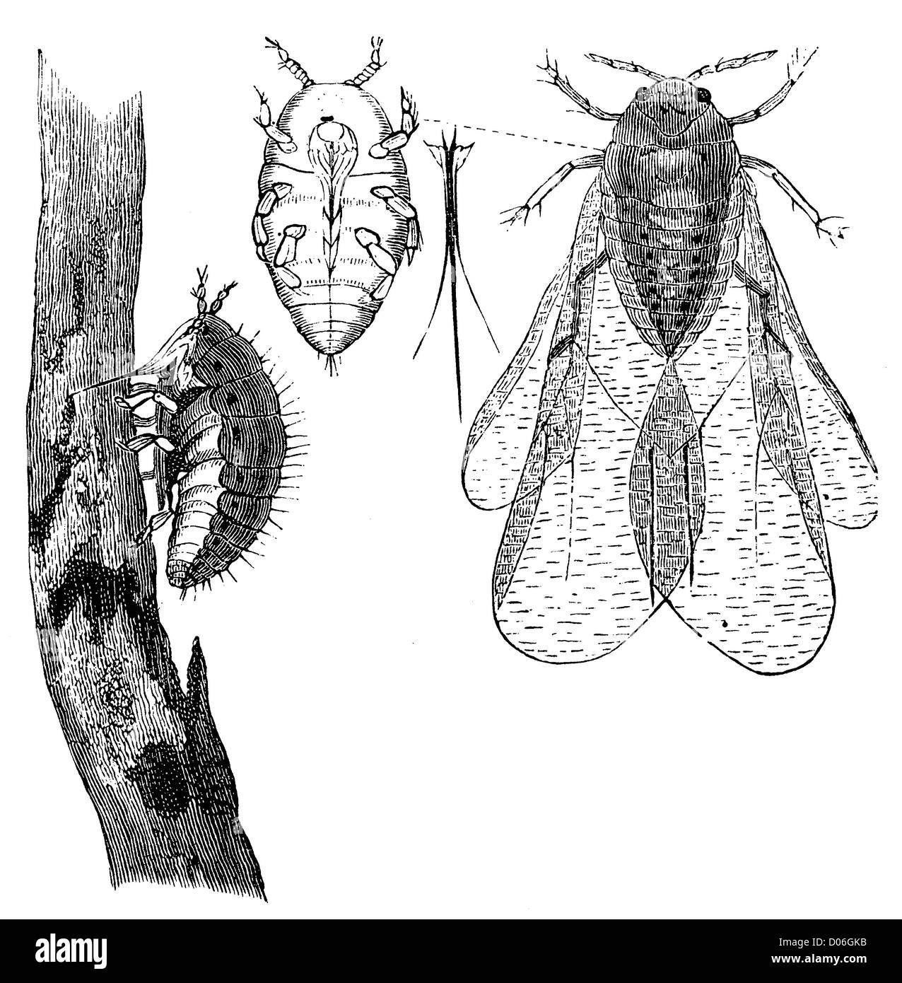 Phylloxera hi-res stock photography and images - Alamy