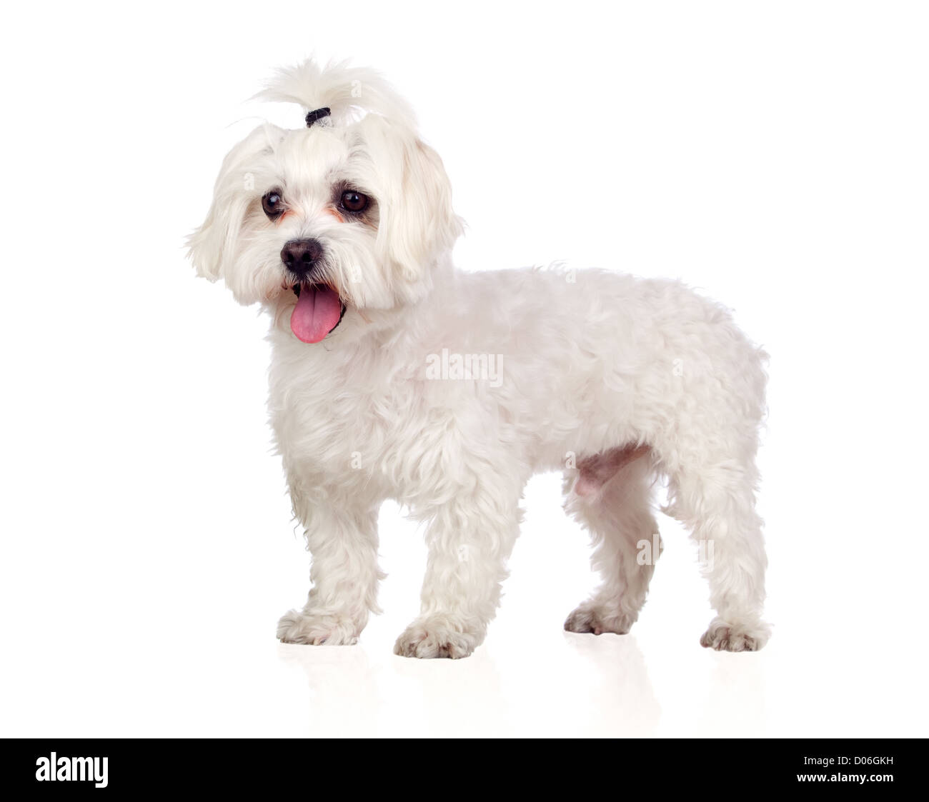 Beautiful white Bichon Maltese isolated on white background Stock Photo ...