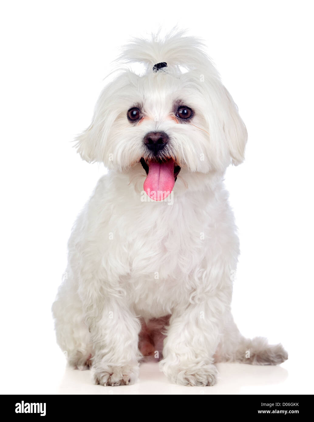 Beautiful white Bichon Maltese isolated on white background Stock Photo ...