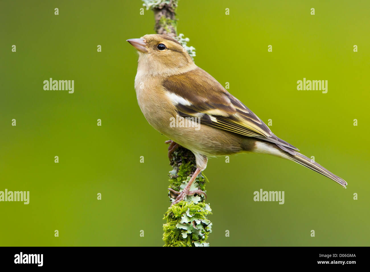 Female chaffinch uk hi-res stock photography and images - Alamy