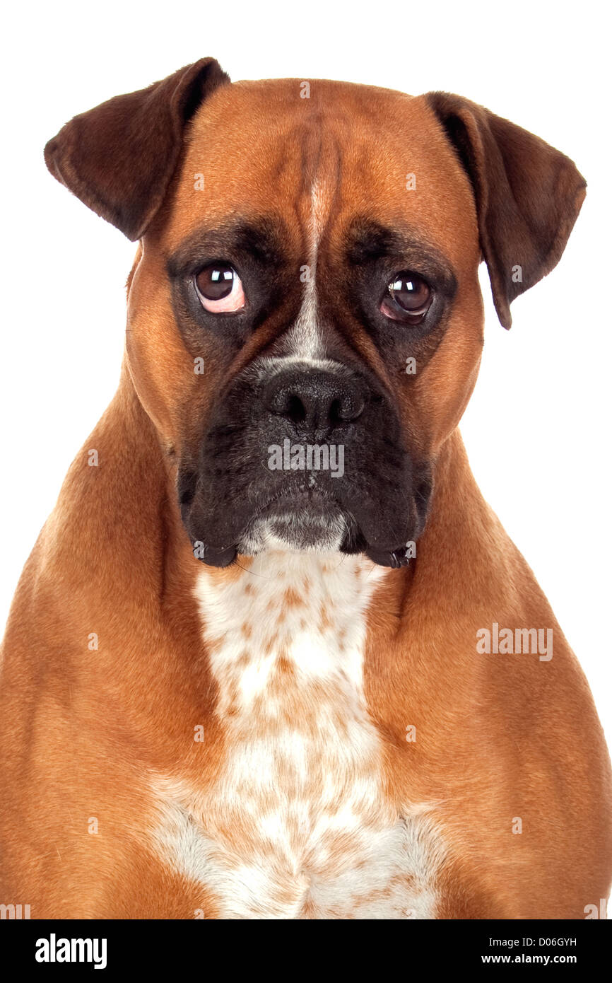 Beautiful Boxer dog isolated on white background Stock Photo - Alamy