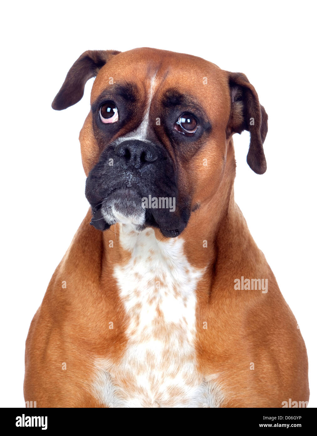 Beautiful Boxer dog isolated on white background Stock Photo - Alamy