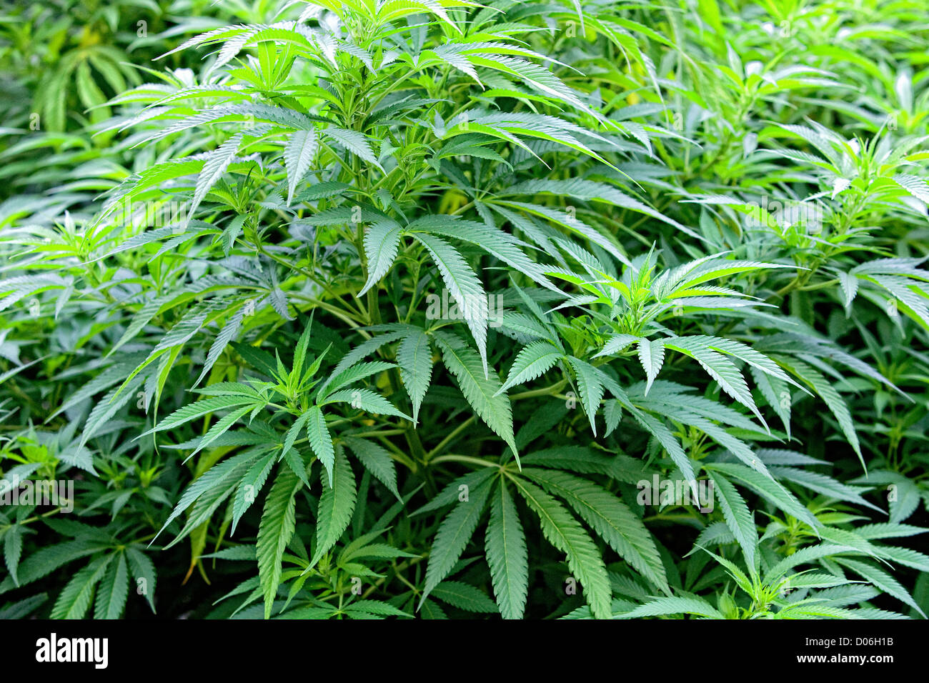 Fresh and Green Cannabis plants. Marijuana plant grow Stock Photo - Alamy