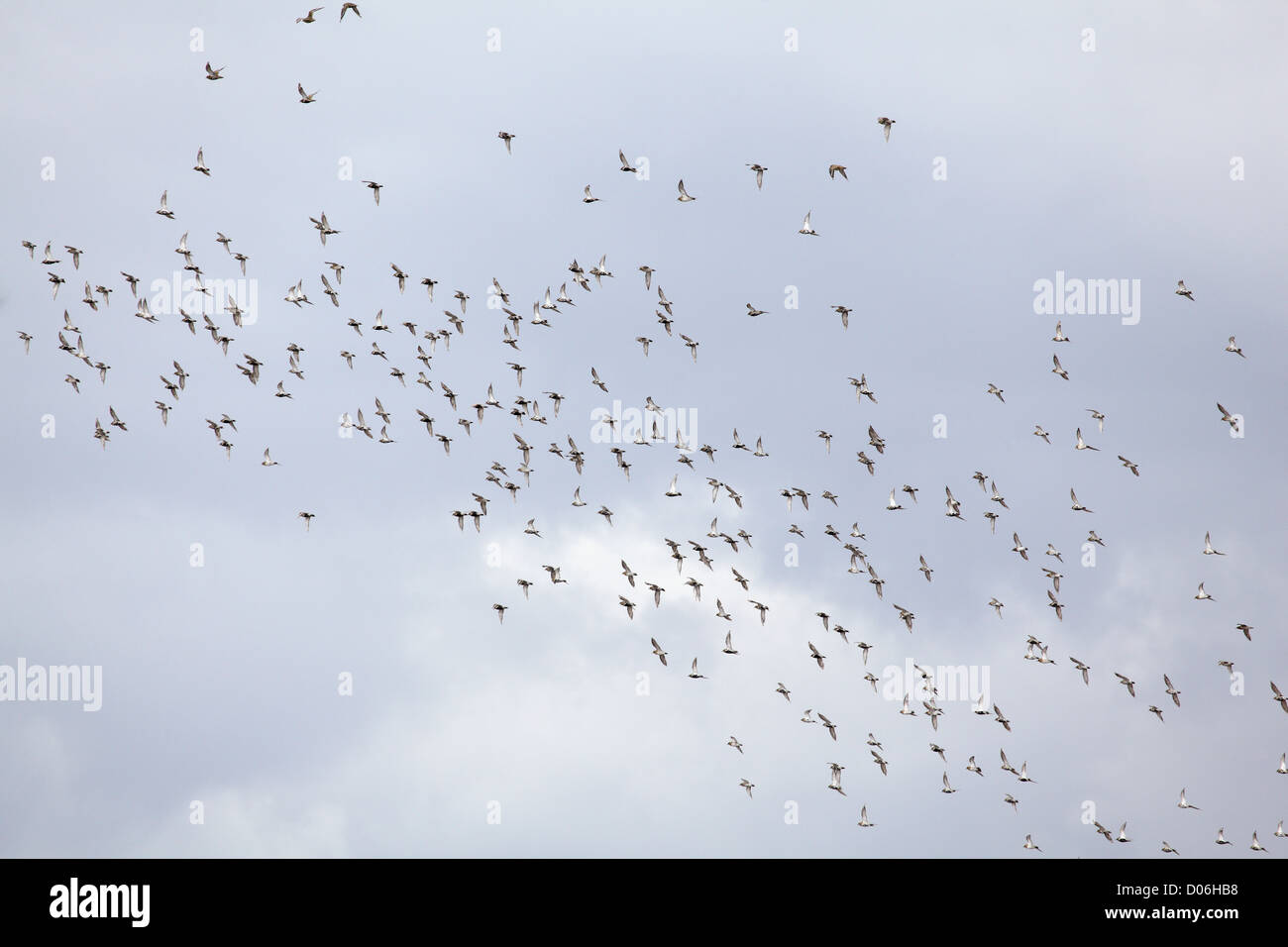 Flock of Oystercatchers at RSPB Snettisham. Norfolk. August 2011 Stock ...