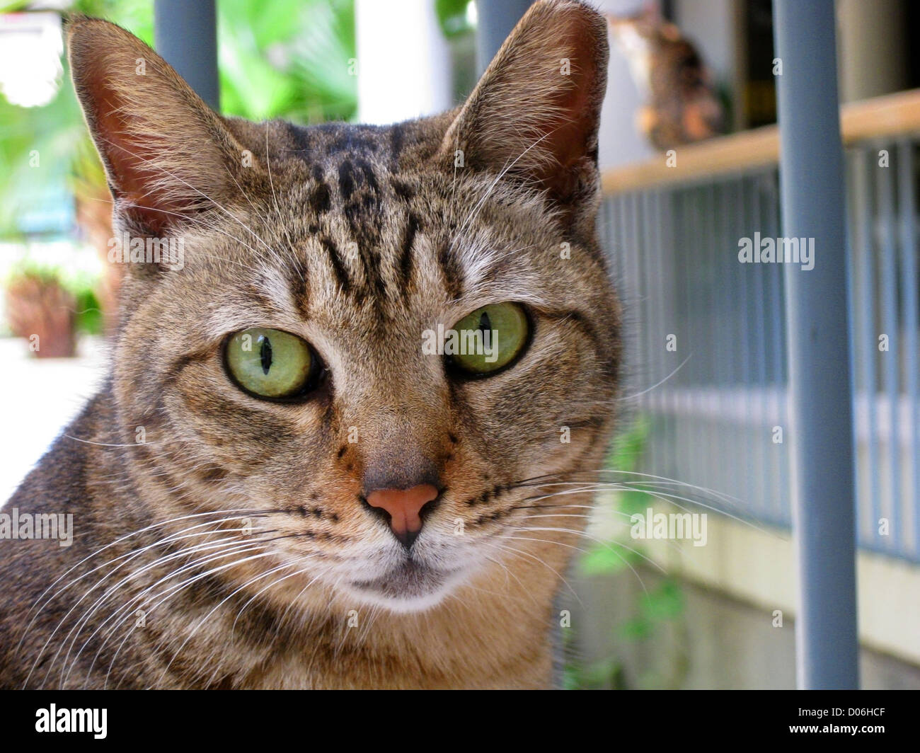 Cat, close-up shot Stock Photo - Alamy