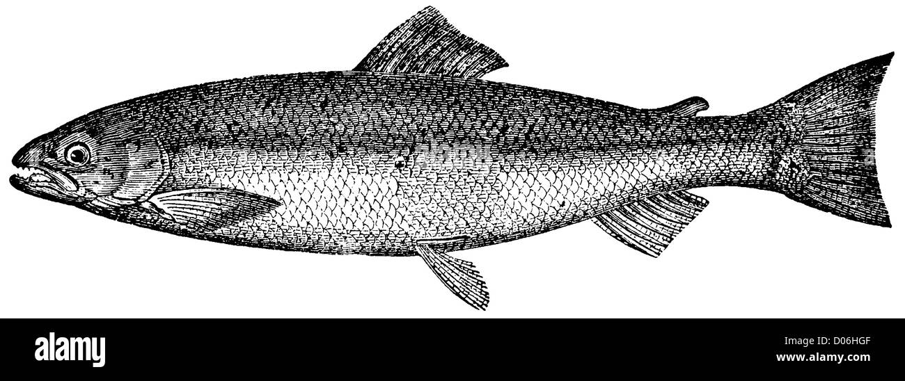 Salmon fish illustration drawing engraving hi-res stock photography and ...