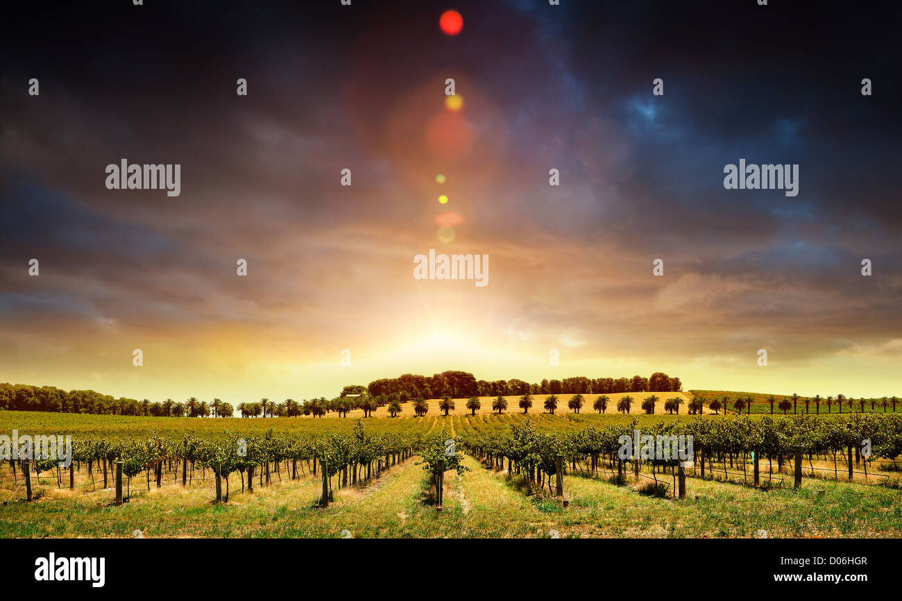 Beautiful sunset over an Australian winery Stock Photo - Alamy