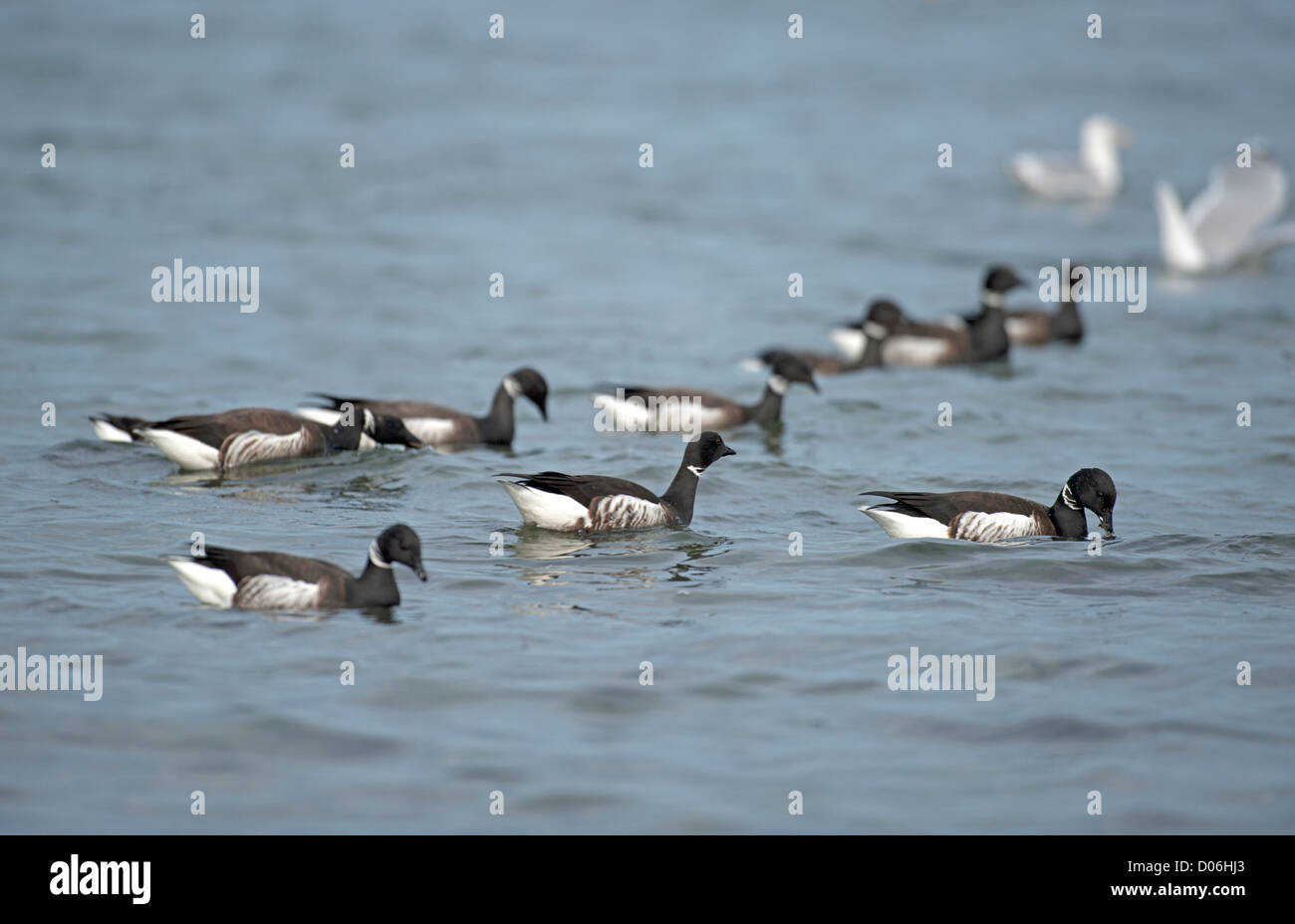 Goose nesting islands hi-res stock photography and images - Alamy