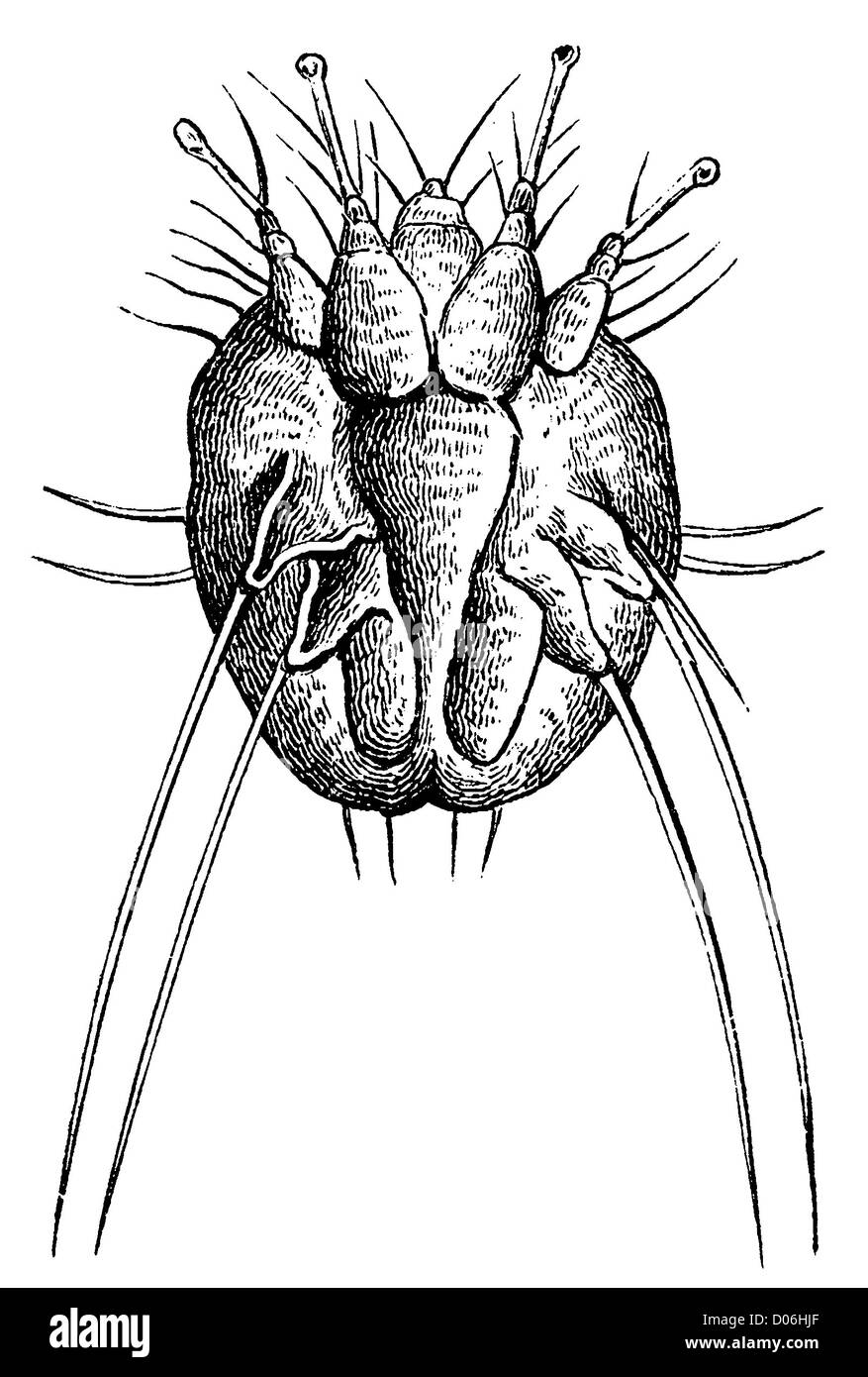 Wood mite Black and White Stock Photos & Images - Alamy