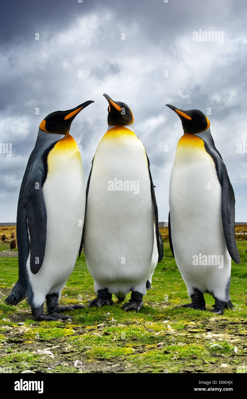 Three King Penguins at Volunteer Point Stock Photo - Alamy