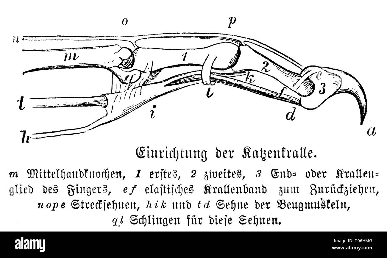 Animal claw drawing hi-res stock photography and images - Alamy