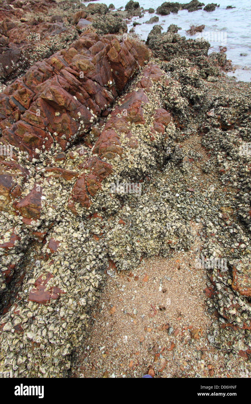 Sedimentary rocks in Hong Kong Geo Park Stock Photo - Alamy