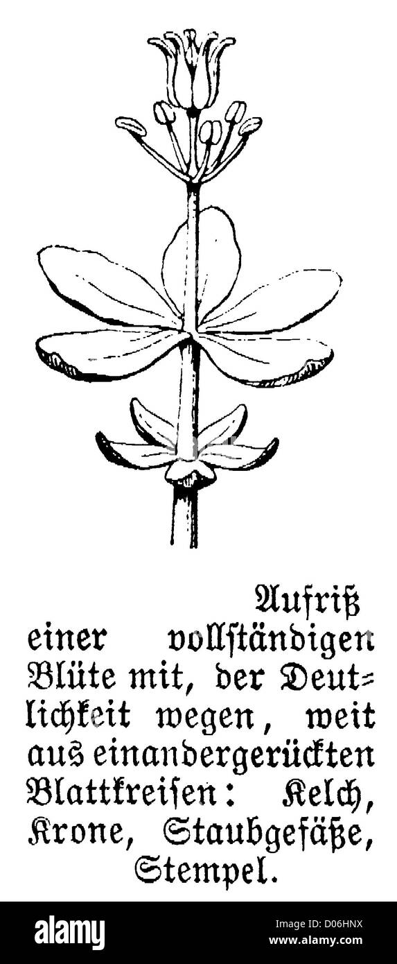 Schema hi-res stock photography and images - Alamy