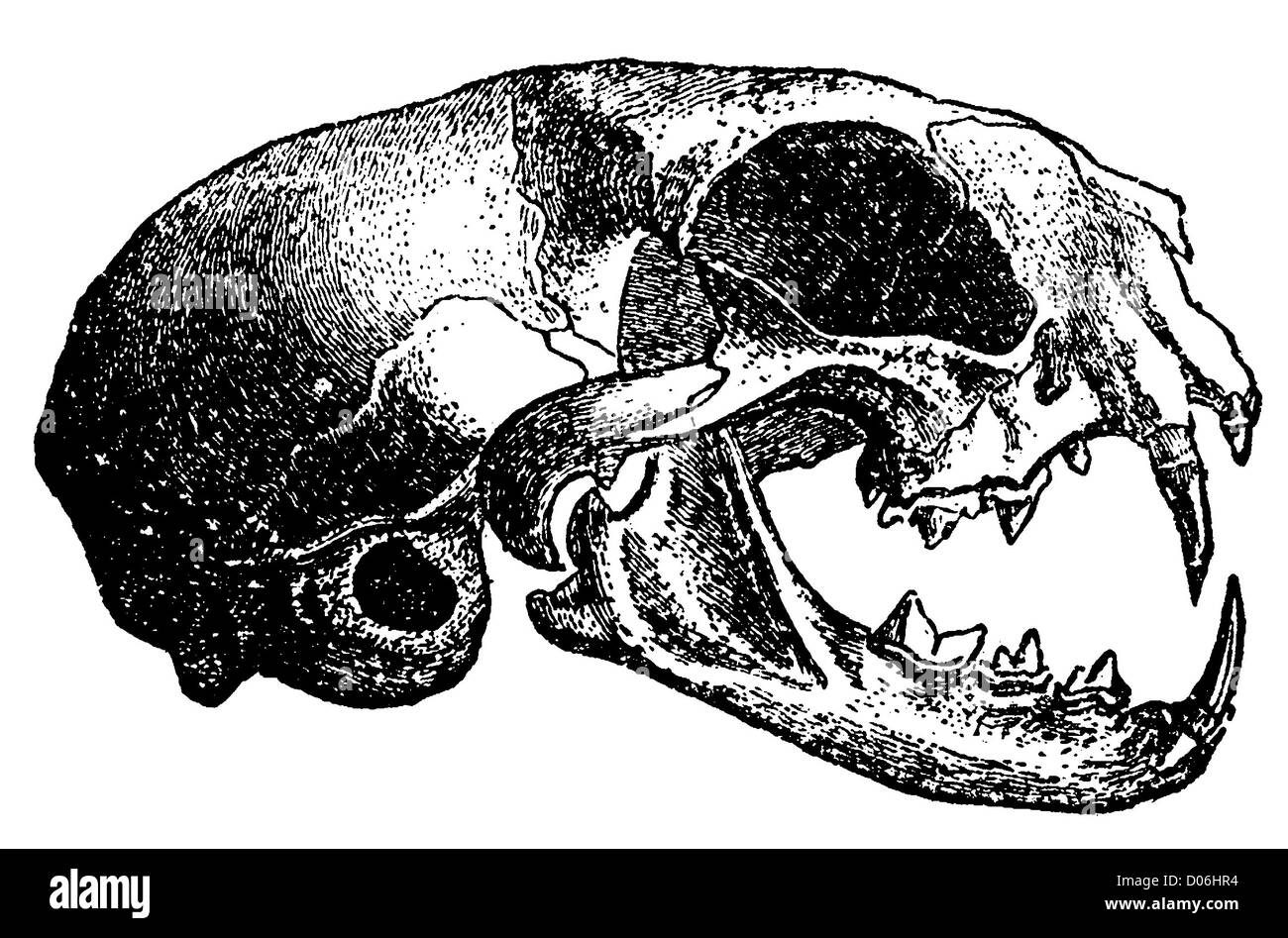 Domestic Cat Skull Drawing